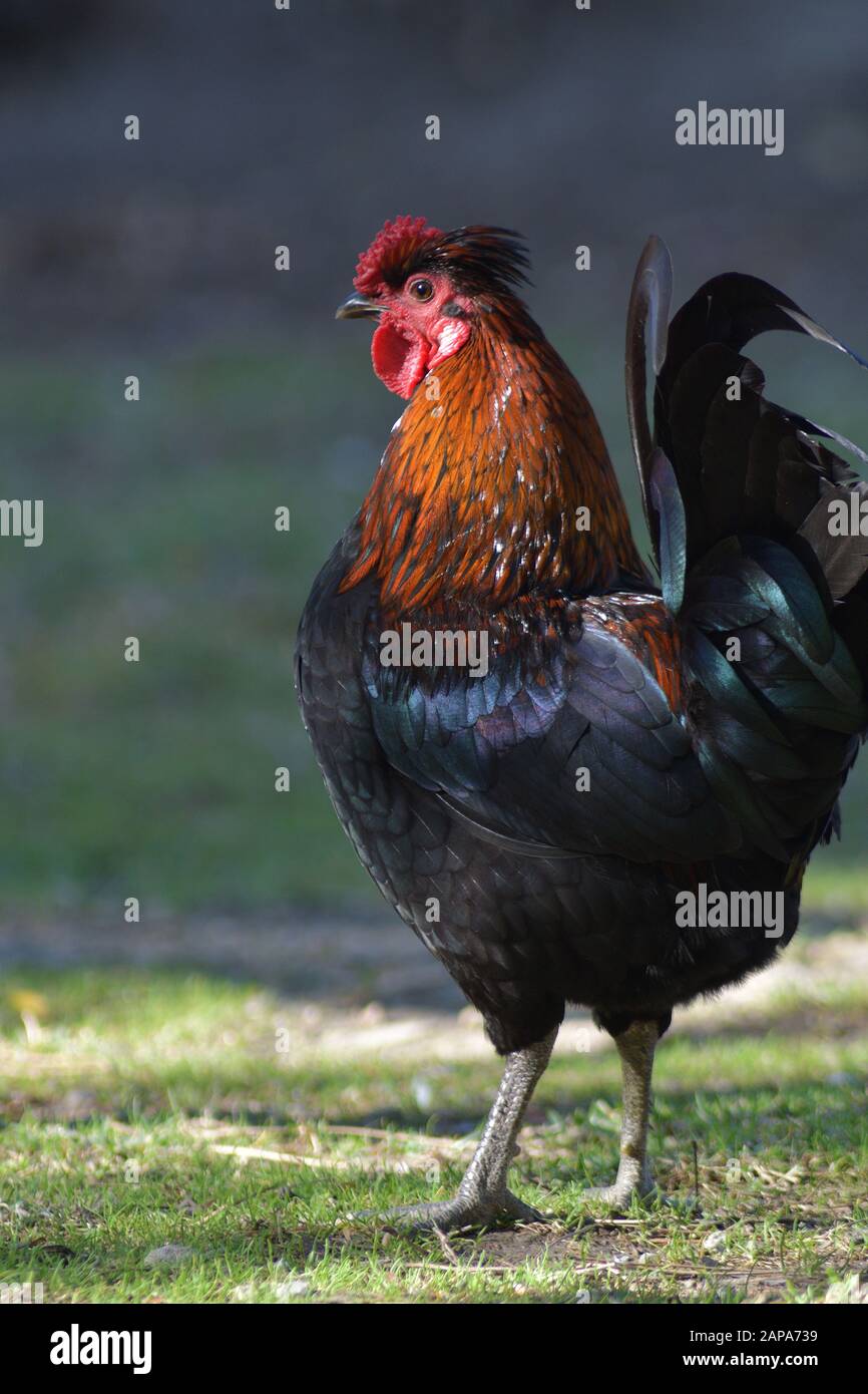 Rooster with red crest in a park Stock Photo - Alamy