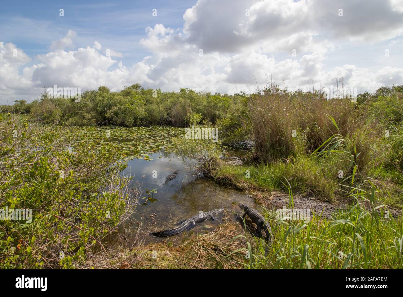 Everglades airboat aerial hi-res stock photography and images - Alamy