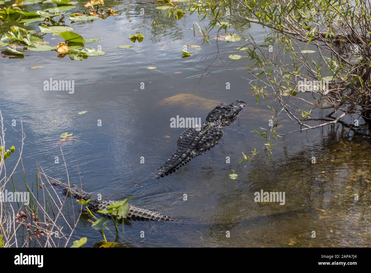 Airboat everglades florida aerial hi-res stock photography and images ...