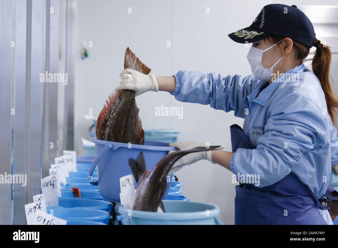 Iwaki, Japan. 22nd Jan, 2020. A worker selects fishes for the Voluntary ...