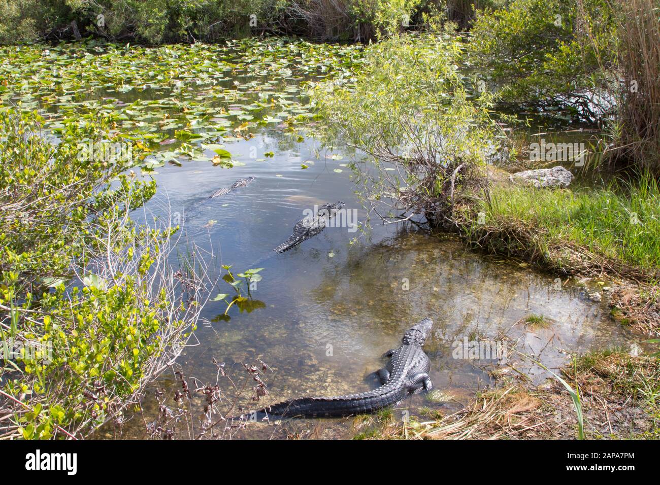 Everglades airboat aerial hi-res stock photography and images - Alamy