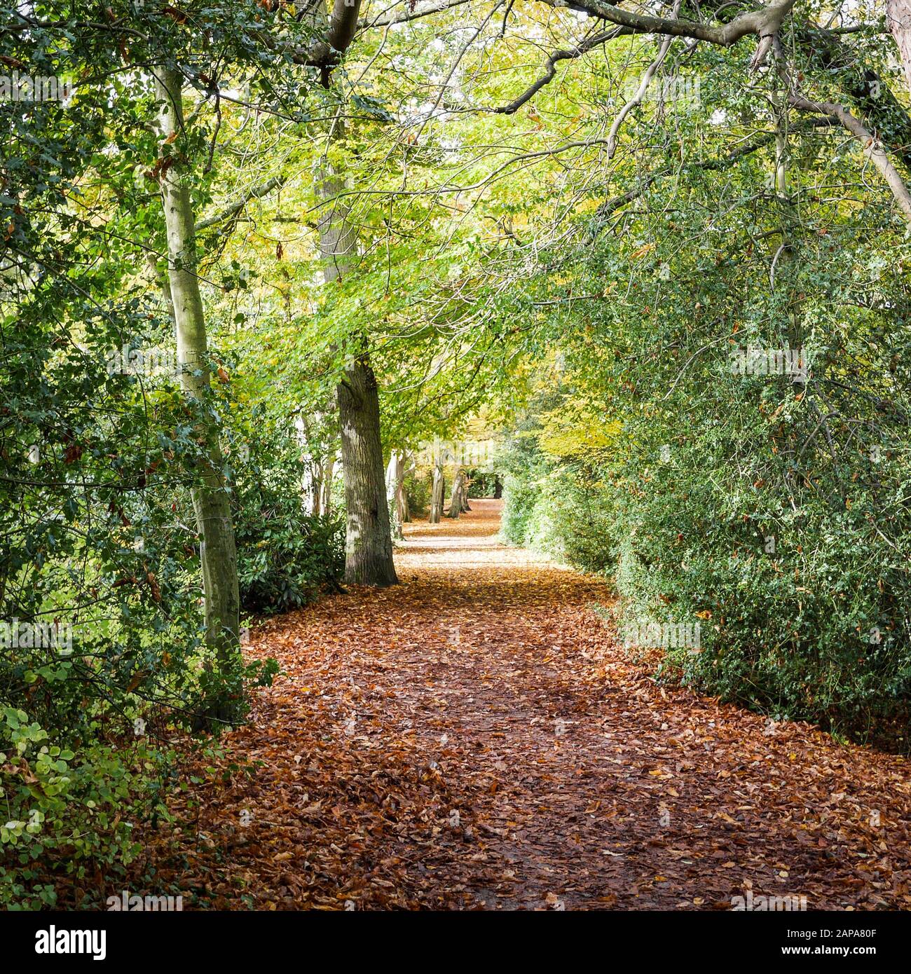 Empty footpath trees in park forest hi-res stock photography and images ...