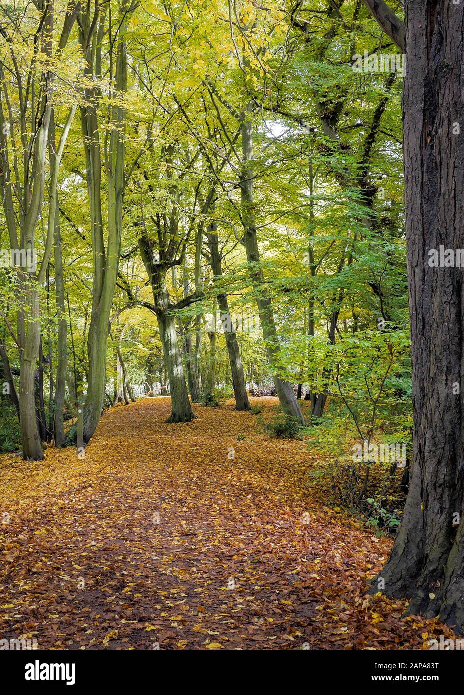 Autumn Leaves. A quiet and tranquil autumnal English forest scene Stock ...