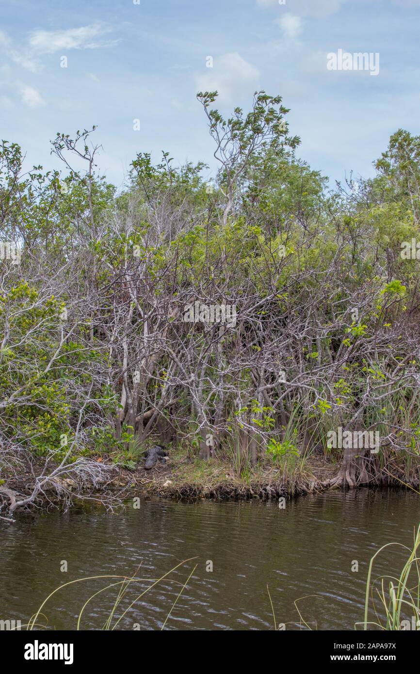 Airboat everglades florida aerial hi-res stock photography and images ...