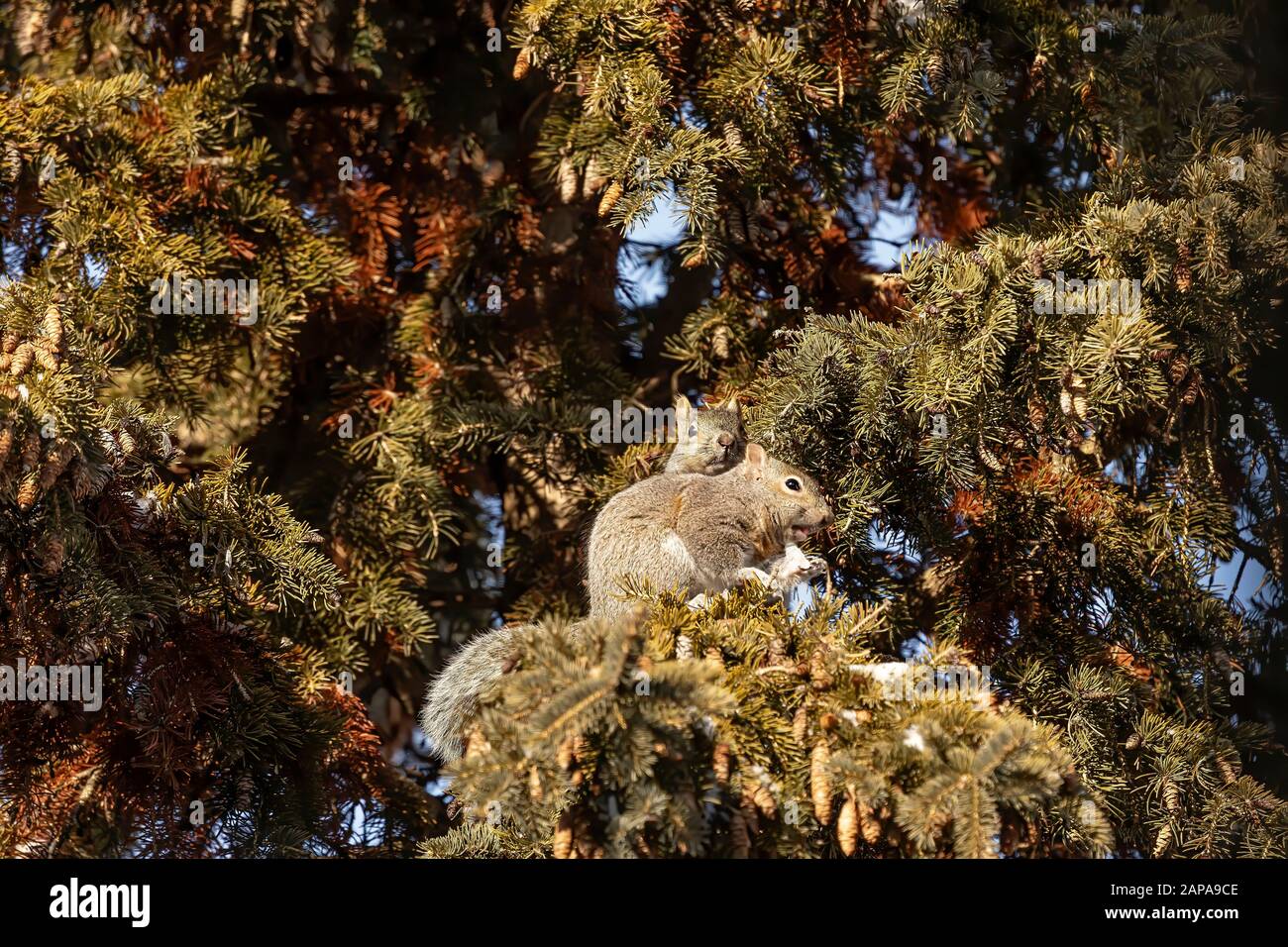 Squirrels. Couple of Eastern gray squirrels in winter. Squirrels in the ...