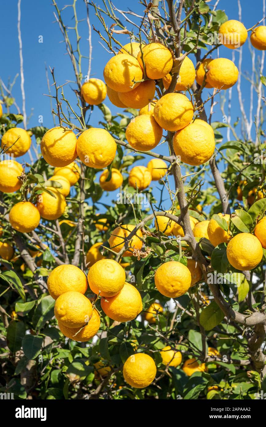 Bunches of fresh, ecologic yellow ripe lemons on lemon tree branches in ...