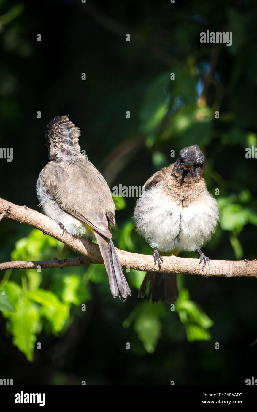 Fluffing hi-res stock photography and images - Alamy