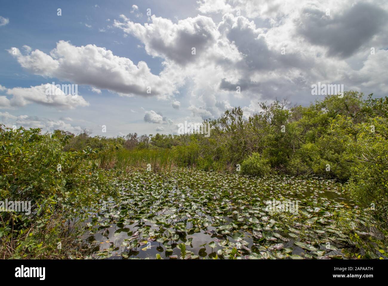 Everglades airboat aerial hi-res stock photography and images - Alamy