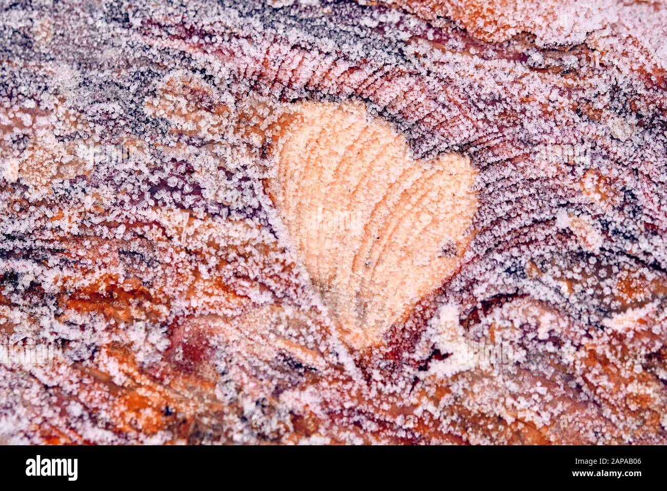 Bright brown tree trunk with ice crystal on the bark on a cold and ...