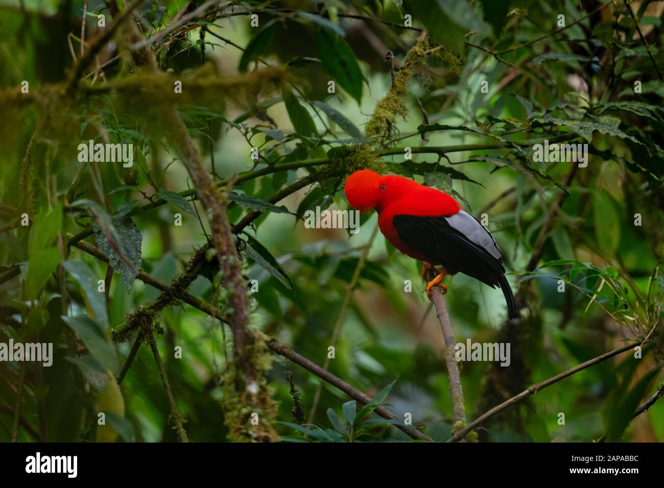 Andean Cock of the Rock - Rupicola peruviana, iconic colored bird from ...