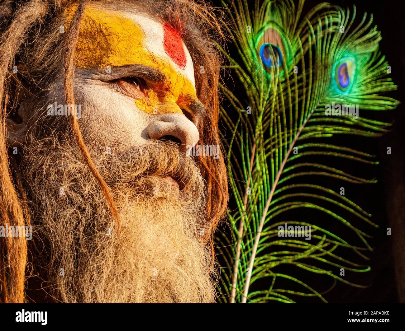 Portrait of a Sadhu, Holy Man, devoted to the God Rama, a peacock ...