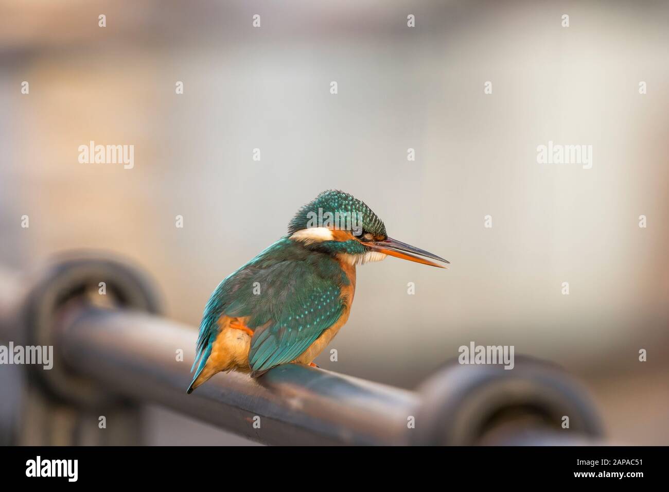 Female common kingfishers hi-res stock photography and images - Alamy