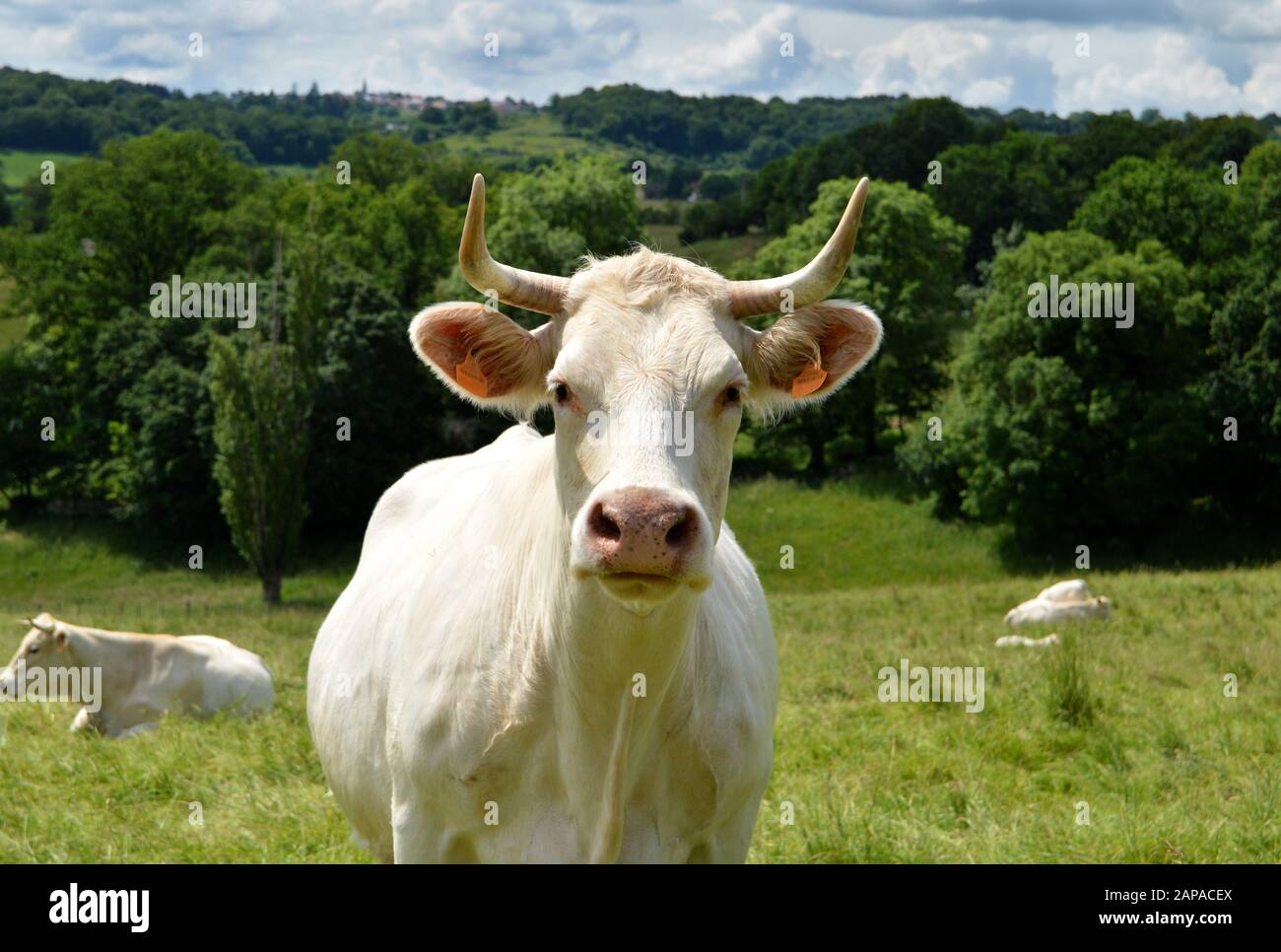 French cow hi-res stock photography and images - Alamy