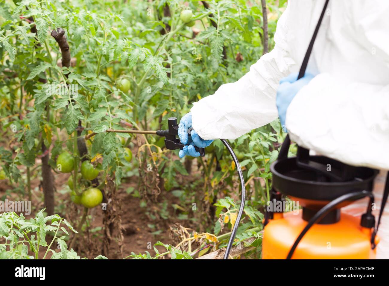 Farmer spraying toxic pesticides in the vegetable garden Stock Photo ...