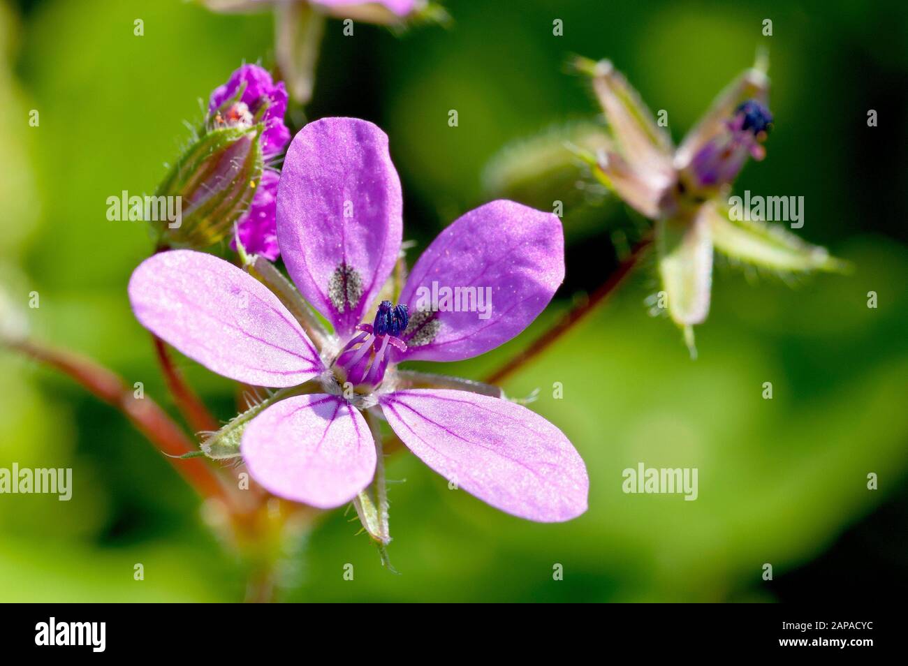 Common storksbill hi-res stock photography and images - Alamy