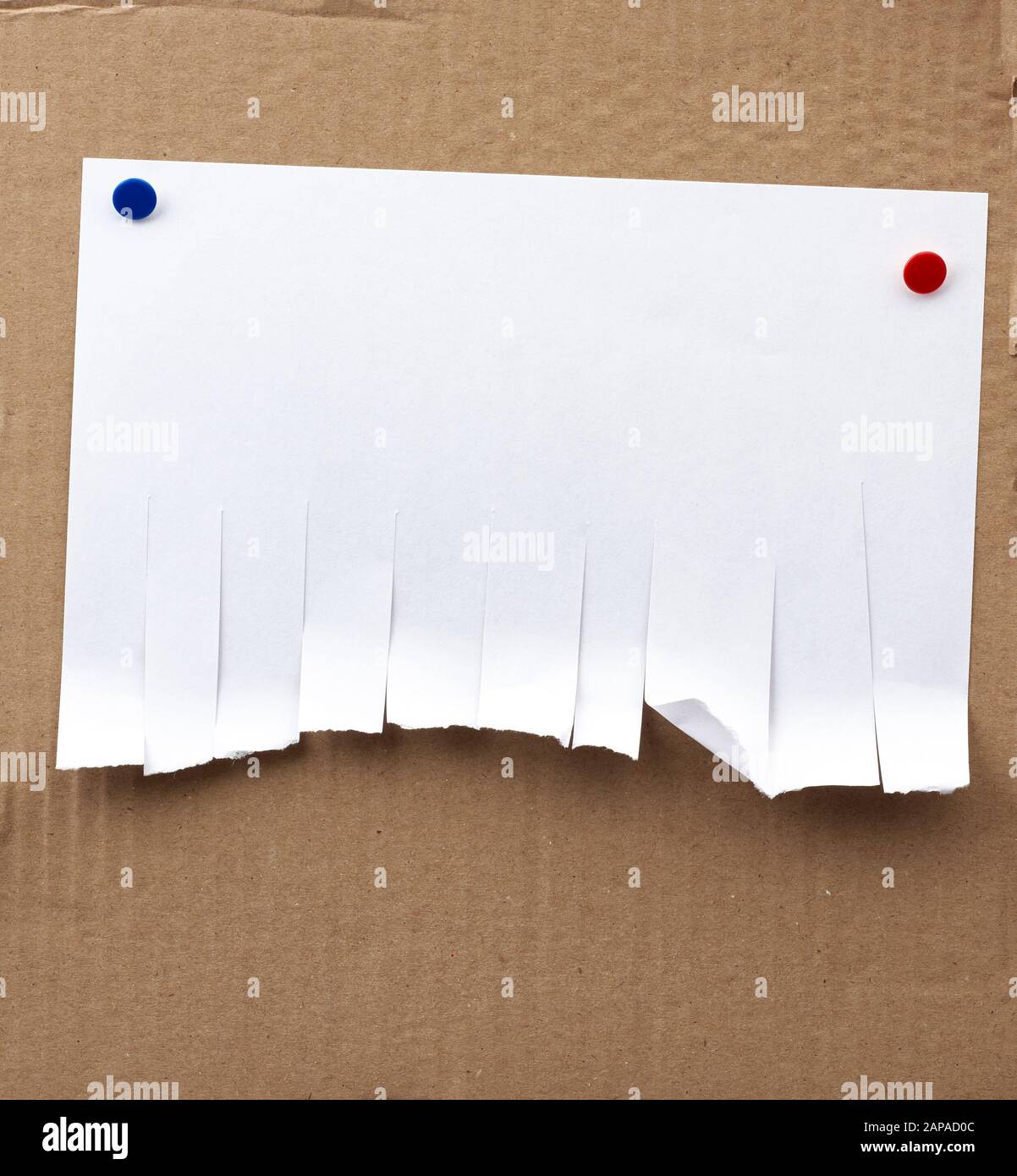 blank paper ad with torn edges attached with iron buttons on a brown ...
