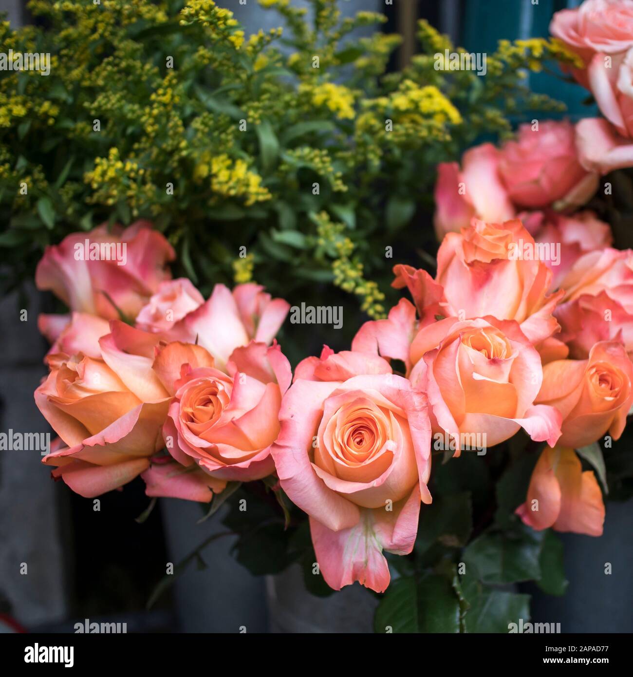 Pink roses in transparent packaging for sale in the market as a ...
