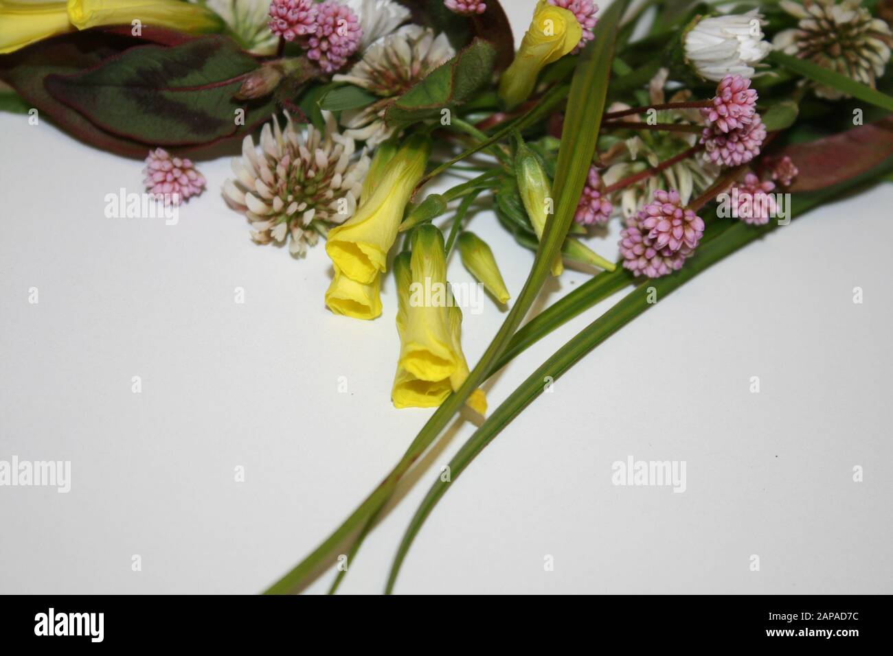Floral scenery for greeting card or greeting background Stock Photo - Alamy