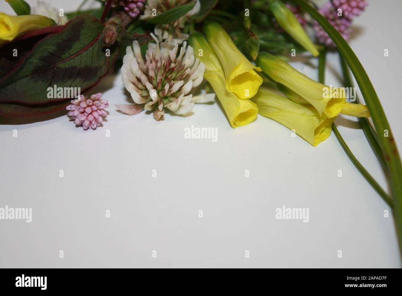 Floral scenery for greeting card or greeting background Stock Photo - Alamy