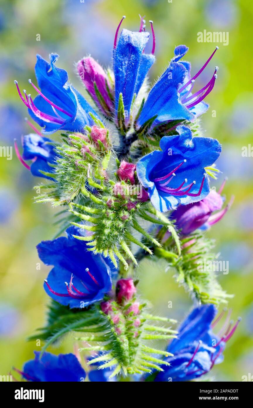 Viper's Bugloss (echium vulgare), close up showing the flowers and buds ...