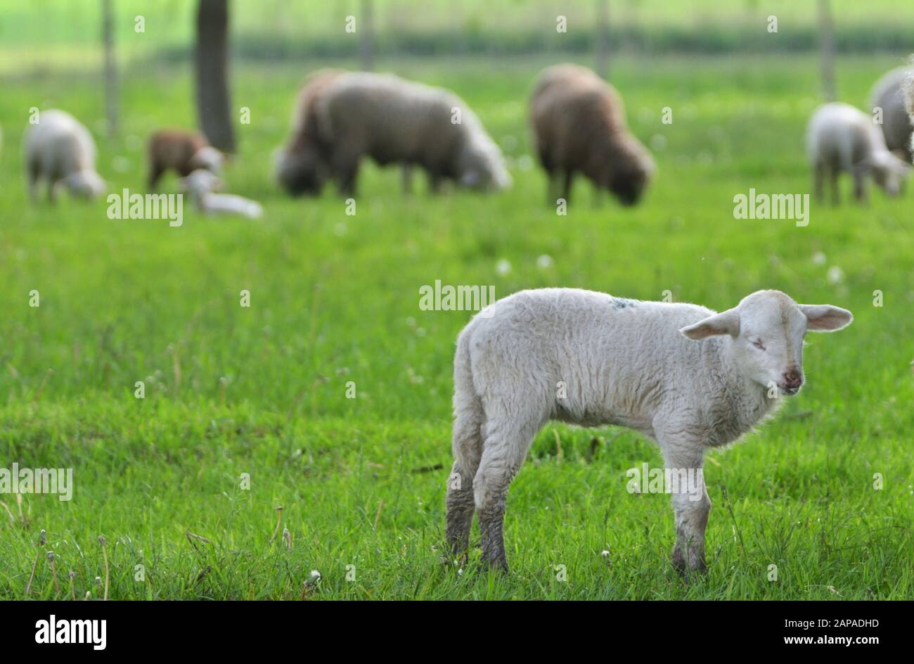Little sheep hi-res stock photography and images - Alamy