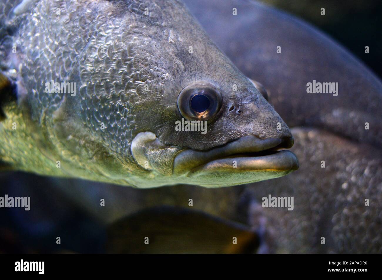 African exotic fish hi-res stock photography and images - Alamy