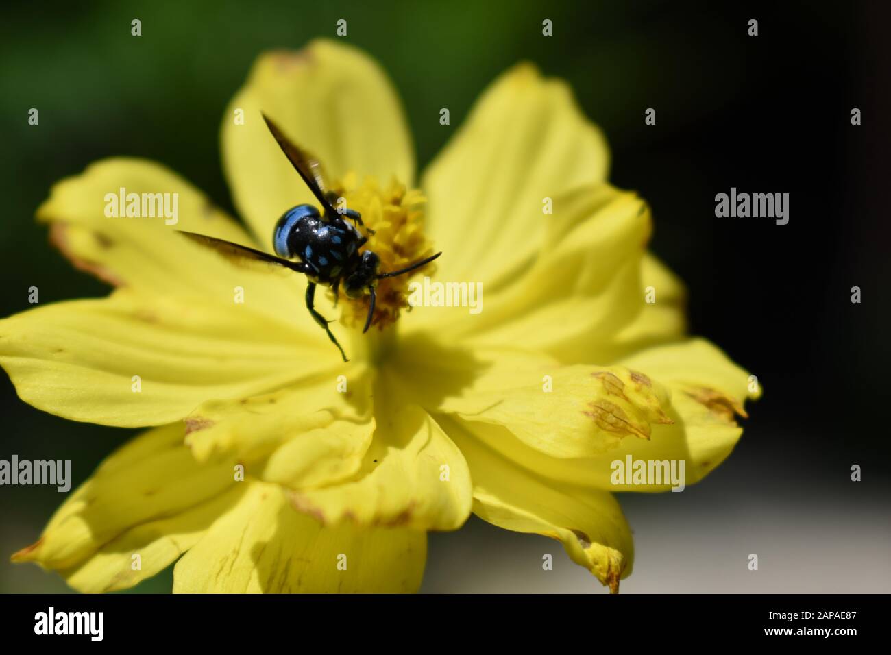 Blue banded bees hi-res stock photography and images - Alamy