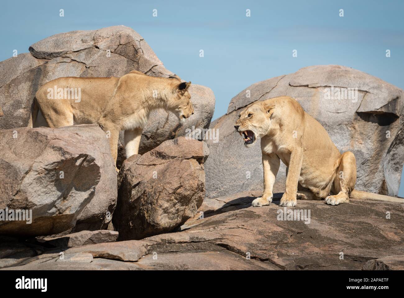 Lioness growling hi-res stock photography and images - Alamy