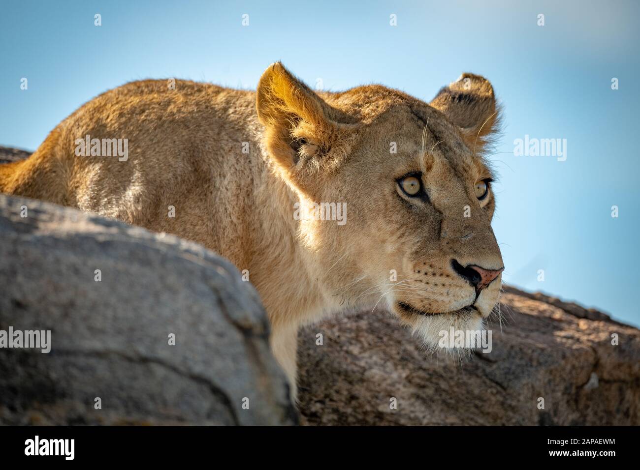Lowering head hi-res stock photography and images - Alamy