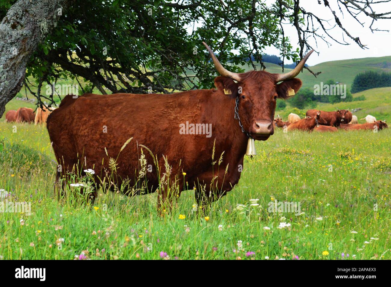 Nice mountain cow of Salers breed in a field. Dairy cattle Stock Photo ...