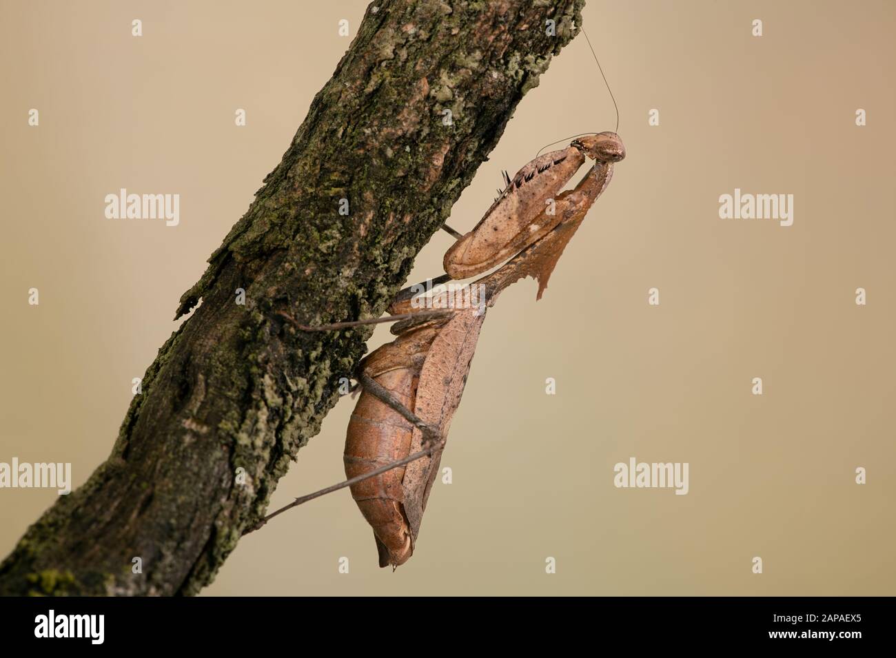 Dead Leaf Mantis (Deroplatys desiccata Stock Photo - Alamy