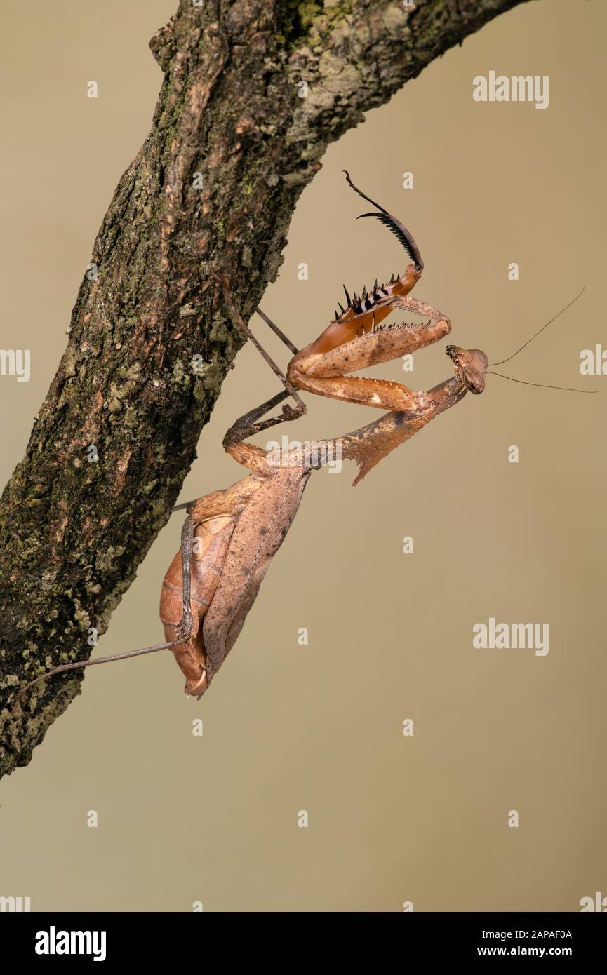 Leaf mantis hi-res stock photography and images - Alamy