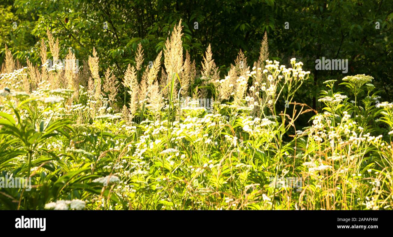 High grass of forest Stock Photo - Alamy