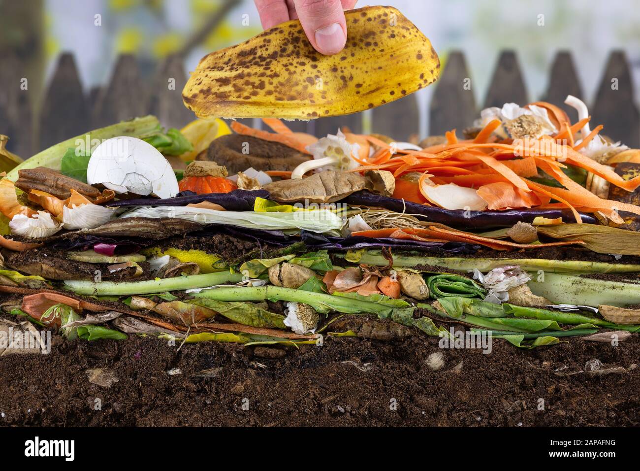 Male hand adding a banana peel to a colorful compost heap consisting of ...