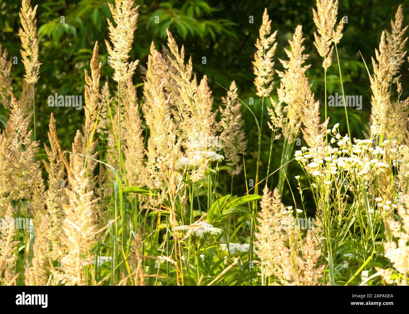 High grass of forest Stock Photo - Alamy