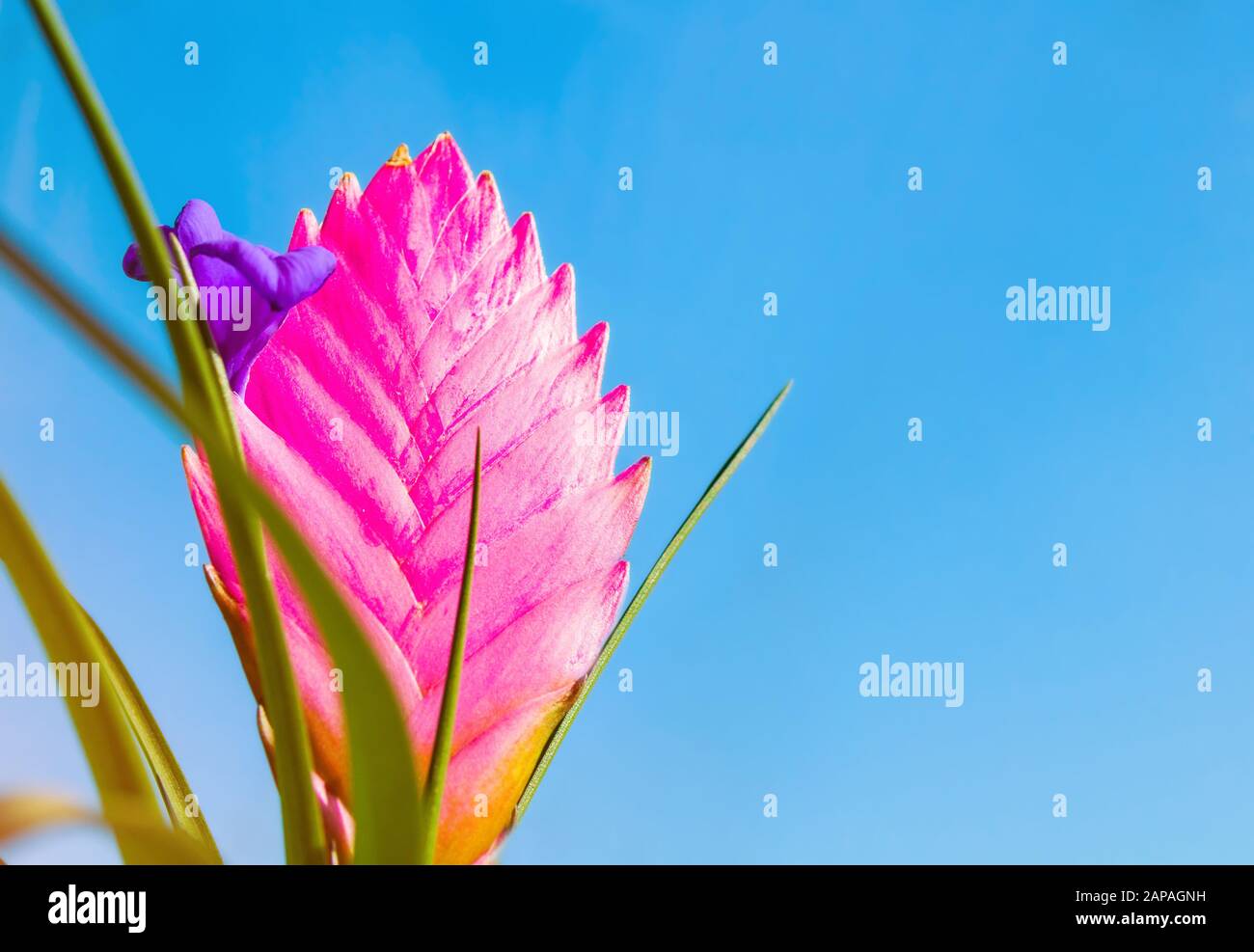 Tillandsia Cyanea Anita - closeup of pink peduncle and purple flower ...