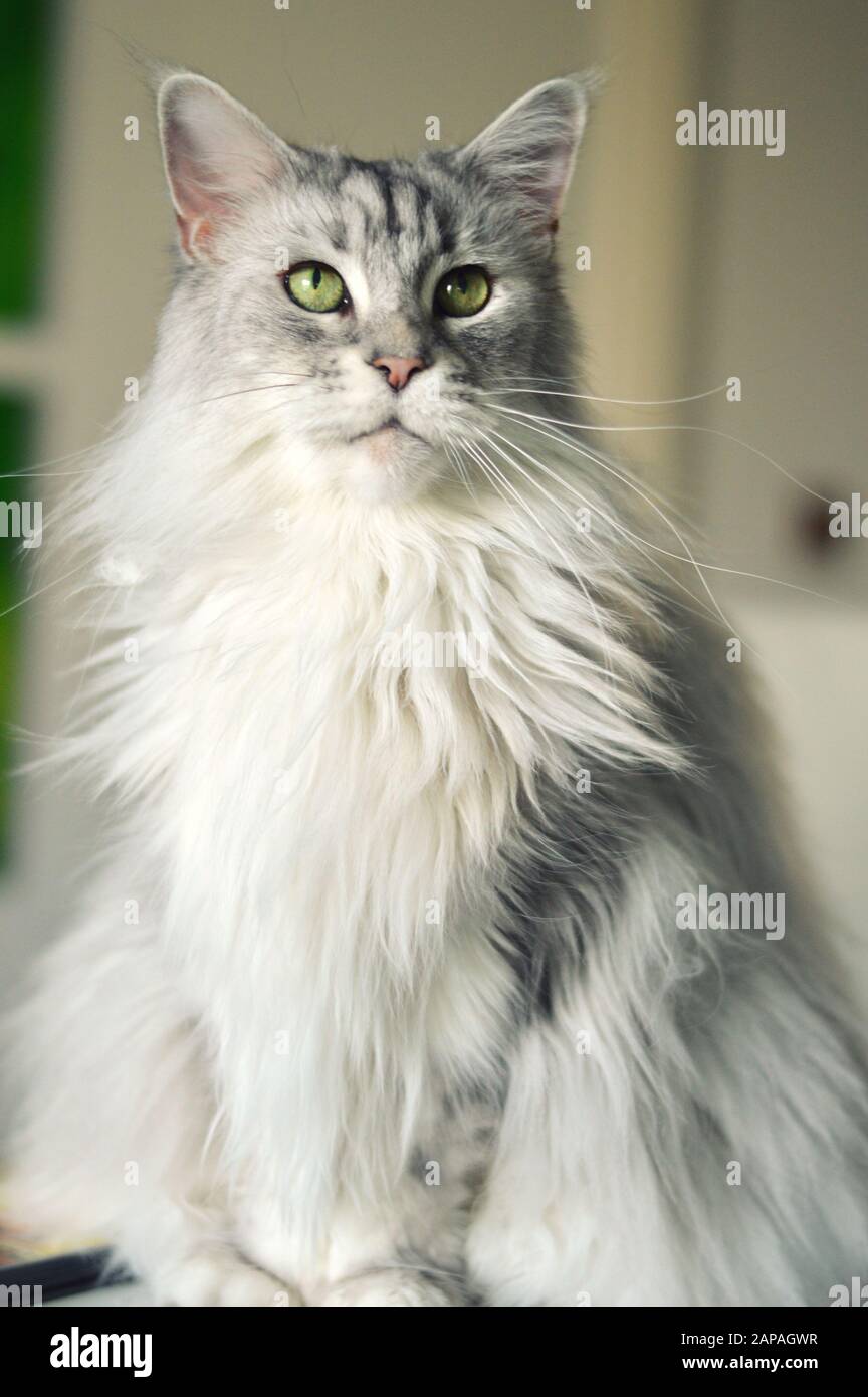Beautiful maine coon cat. Large breed cat Stock Photo - Alamy
