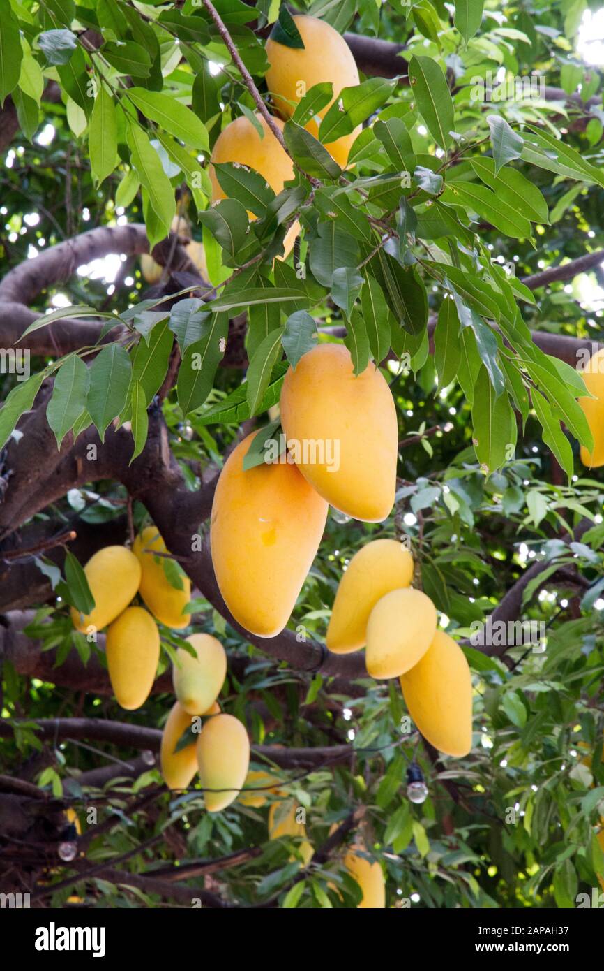 Mango tree mango trees hi-res stock photography and images - Alamy