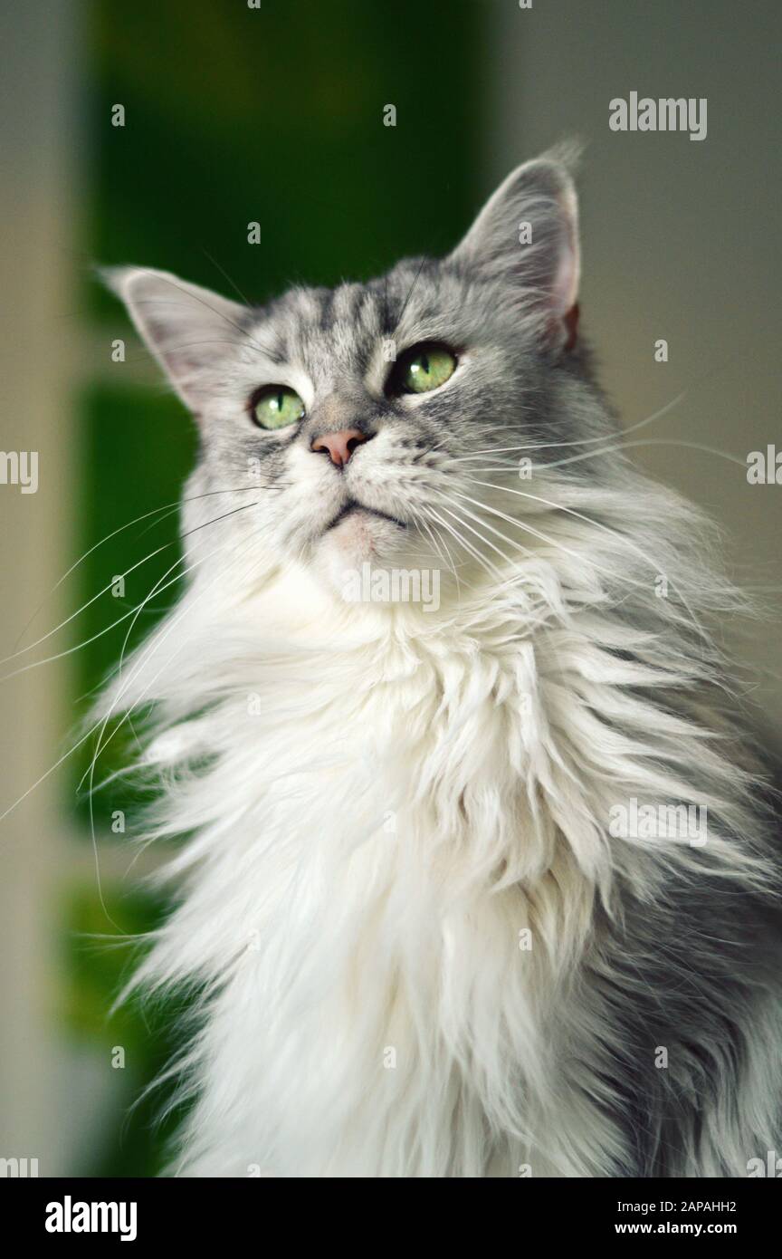 Beautiful maine coon cat. Large breed cat Stock Photo - Alamy