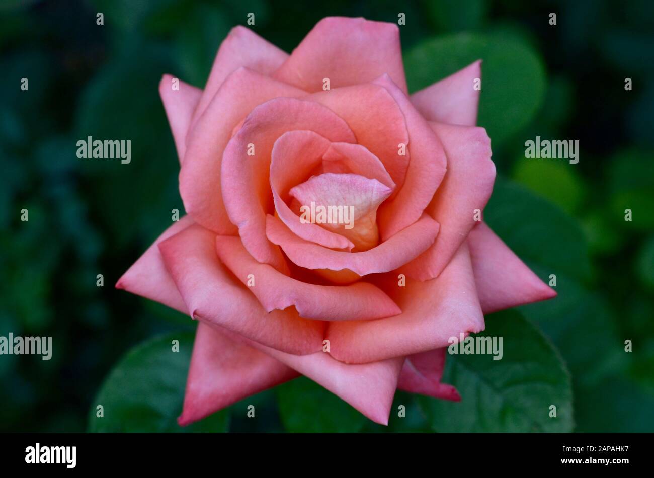 Rose coral hi-res stock photography and images - Alamy