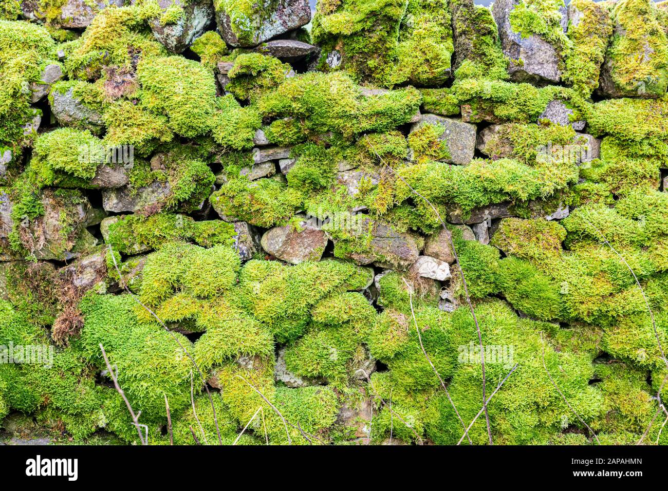 Heavy moss growth on a dry stone wall in Lacnashire Stock Photo - Alamy