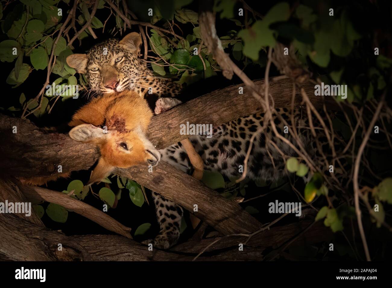 Animal puku wildlife hi-res stock photography and images - Alamy