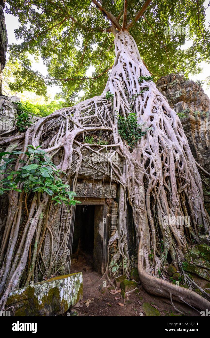 Gigant Ficus virens - bayan tree or strangler fig, with the ruins of Ta ...