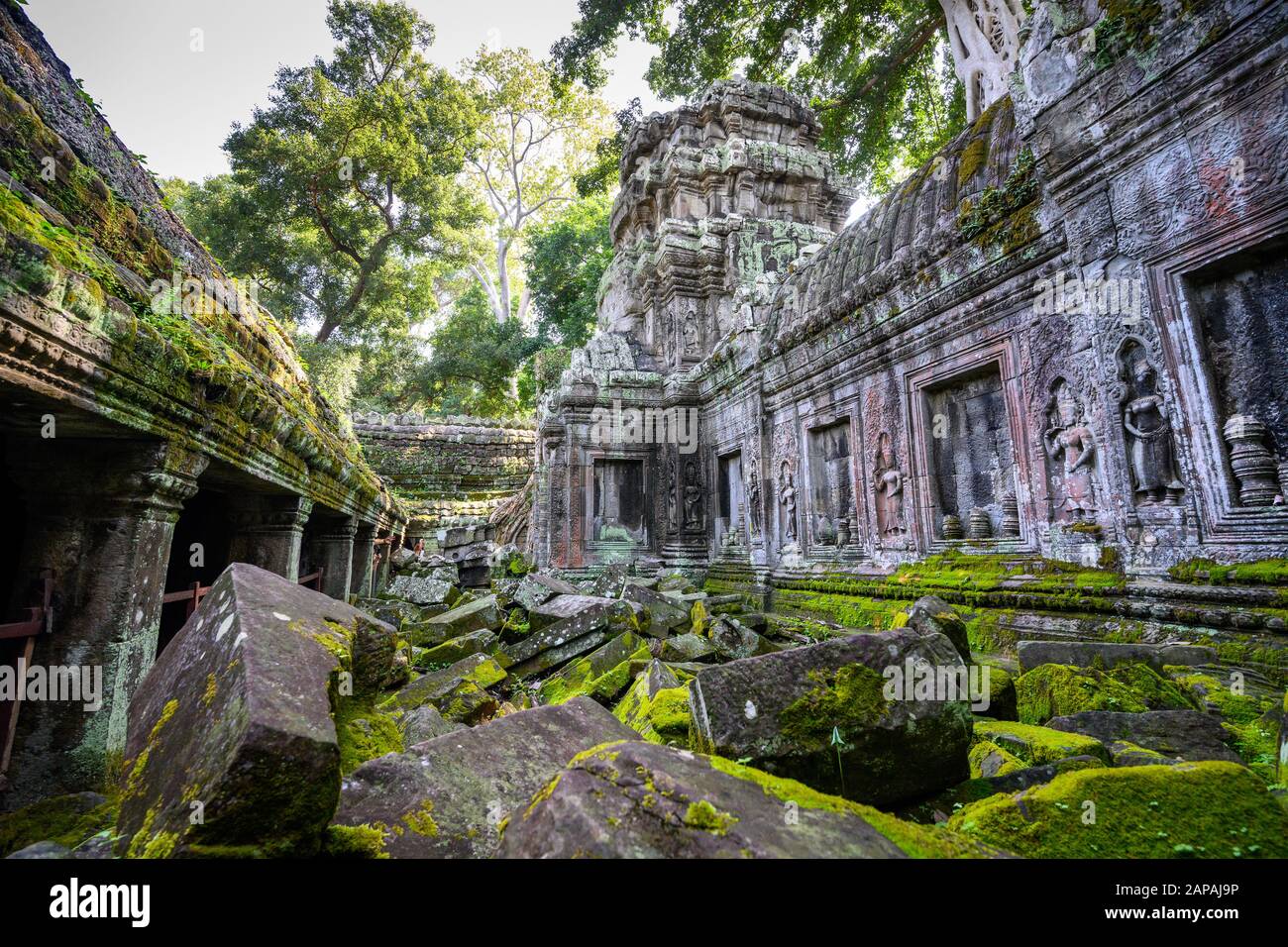 Ta Prohm Temple Wallpaper