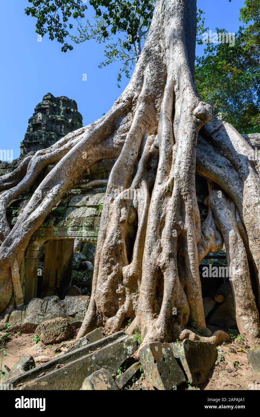 Gigant Tetrameles nudiflora - Spung tree with the ruins of Ta Prohm ...