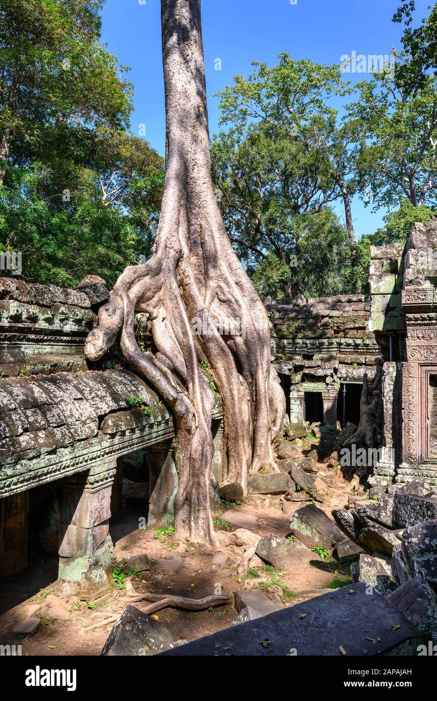Gigant Tetrameles nudiflora - Spung tree with the ruins of Ta Prohm ...