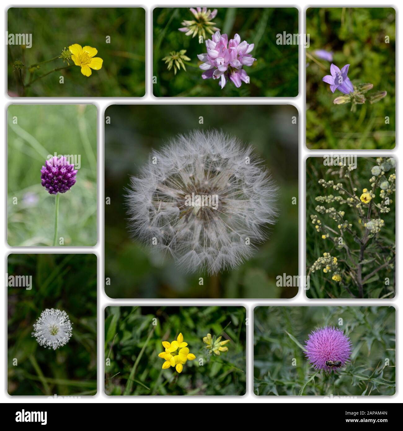 Wildflowers in green meadow Cut Out Stock Images & Pictures - Alamy