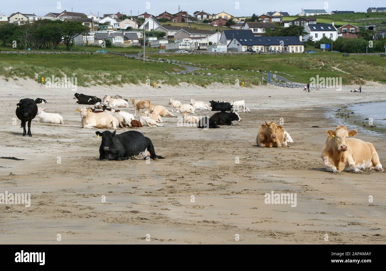 Cows morning irish beach hi-res stock photography and images - Alamy