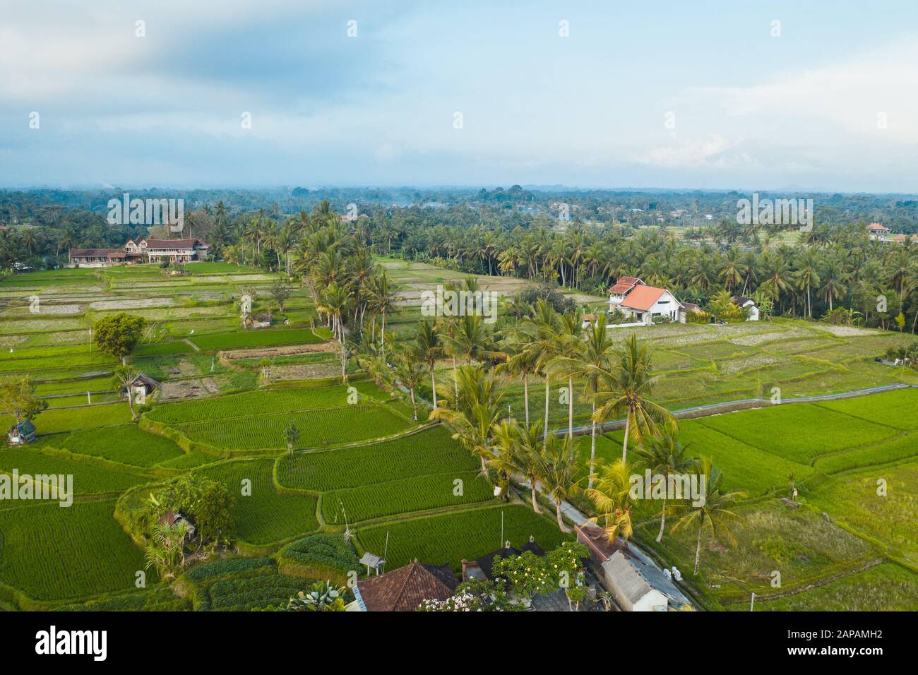 Ubud path field Stock Photo - Alamy