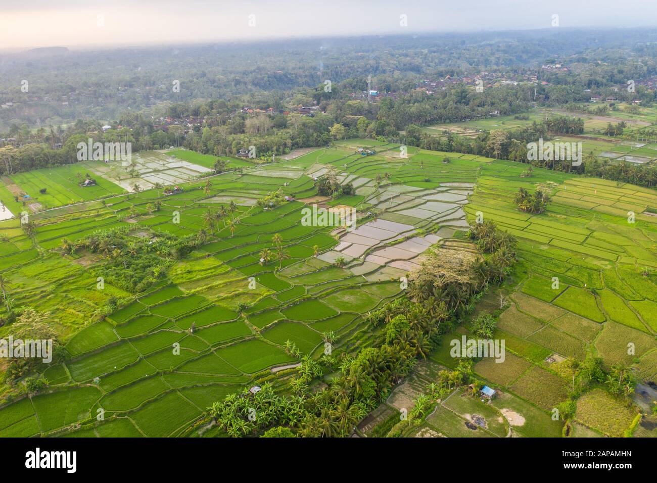 Ubud path field Stock Photo - Alamy